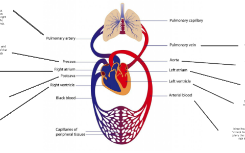 Task 3 - Circ & Resp System(s) by Ryan Wills on Prezi