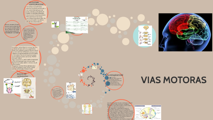 VIAS MOTORAS by noelia flores peralta on Prezi