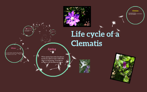 Life cycle of a Clematis by Green Class - RJH on Prezi