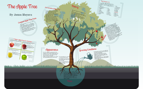 Apple Tree Research Paper by Jenna Meyers on Prezi