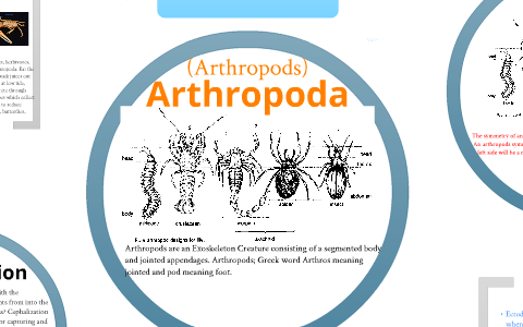 Arthropods Project by Kevin Anderson on Prezi
