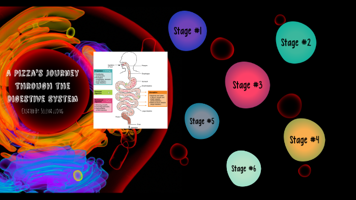A Pizza's Journey Through the Digestive System by Selena Luong on Prezi