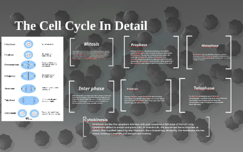 The Cell Cycle In Detail by kimberli yager on Prezi
