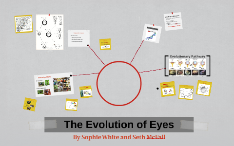 The Evolution of Eyes by Sophie White on Prezi