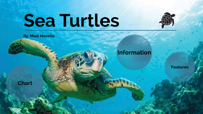 Sea Turtles by Madison Morello on Prezi