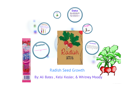 Radish Seed Project by Ali Bates