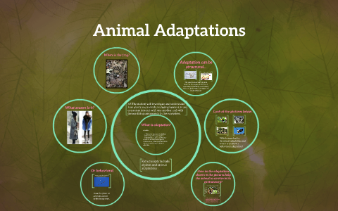 Plant and Animal Adaptations by Katie B
