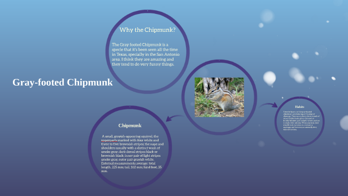 Gray-footed Chipmunk by Jose Velez on Prezi