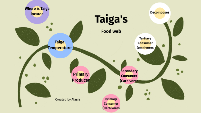 Taiga Food web by alasia L on Prezi