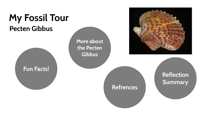 Pecten gibbus by lexie douctre on Prezi