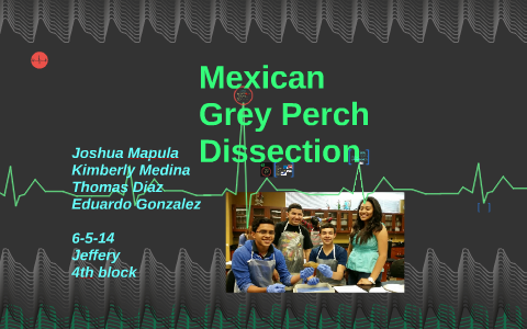 Mexican Grey Perch Dissection by Joshua Mapula on Prezi