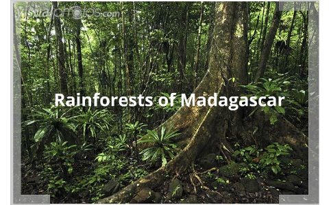 Rainforests of Madagascar by Gwendolyn Warren on Prezi