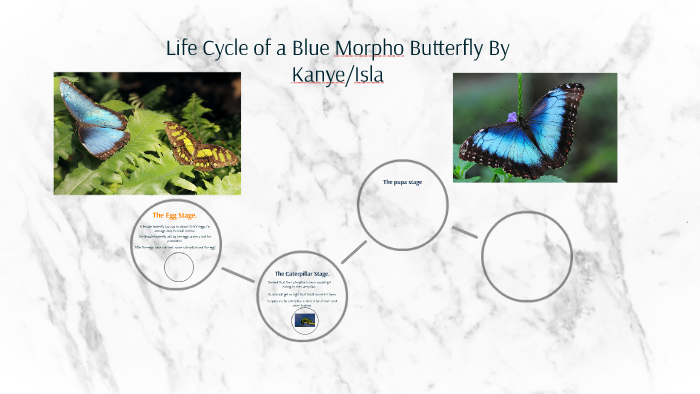 Life Cycle of a Blue MORPHO by Amy Jones on Prezi