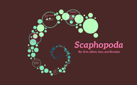 Scaphopoda (Tusk Shell) by Olivia Feirer on Prezi