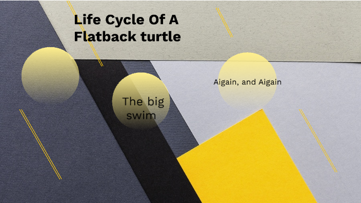 Lyfe cycle of a flatback turtle. by ryland h on Prezi