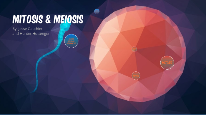 Mitosis & Meiosis project by Jesse Gauthier on Prezi