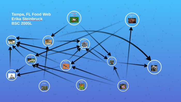 Tampa, FL Food Web by Erika Steinbruck on Prezi