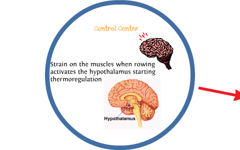 Homeostasis infographic by Enrique Reyes on Prezi