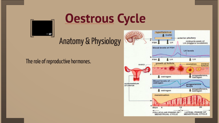 Oestrous Cycle in Mammals by Alexander Sawyer on Prezi