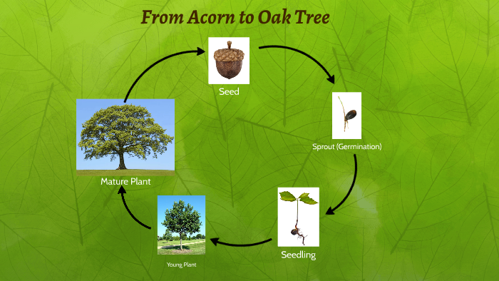 From Acorn to Oak Tree by Violeta Hernandez on Prezi