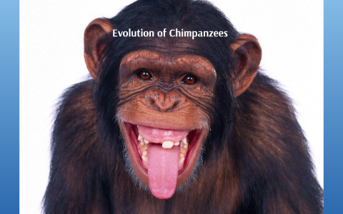Evolution of Chimpanzees by Marco Quezada on Prezi