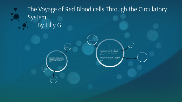 The Voyage of Red Blood cells Through the Circulatory System by Lilly G ...