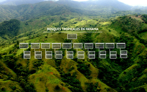 BOSQUES TROPICALES EN PANAMA by edzon gaitan on Prezi