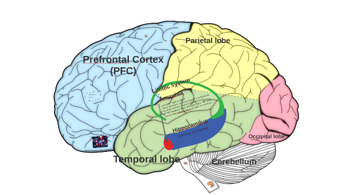 Prefrontal Cortex (PFC) by Attain VOS on Prezi