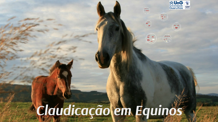 Projeto III - Claudicação em equinos by Natália M on Prezi