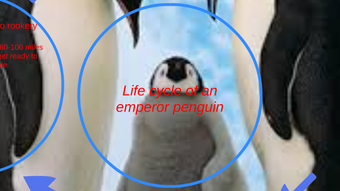 Life cycle of an emperor penguin by Jamie lamberth on Prezi