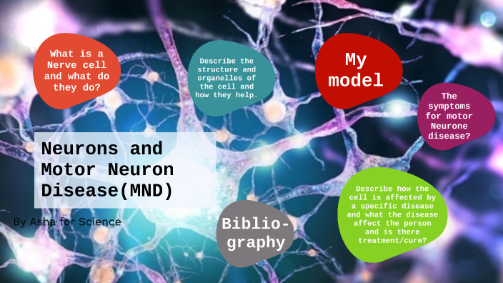 Nerve cells and Motor neuron disease (MND) by Ash Jewel on Prezi