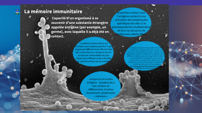 La mémoire immunitaire by Thomas Richard on Prezi