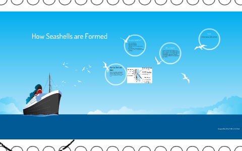 How Seashells Are Formed by Jada K on Prezi