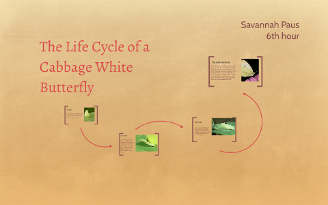 The Life Cycle of a Cabbage White Butterfly by Savannah Paus on Prezi