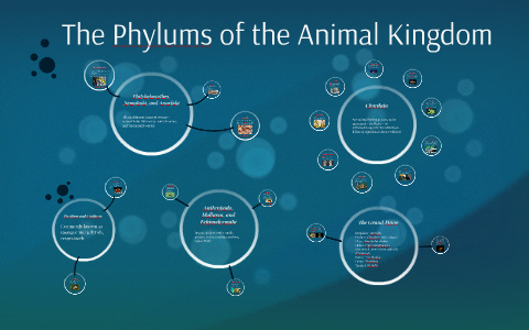 The Phylums of the Animal Kingdom by Tate Huffman on Prezi