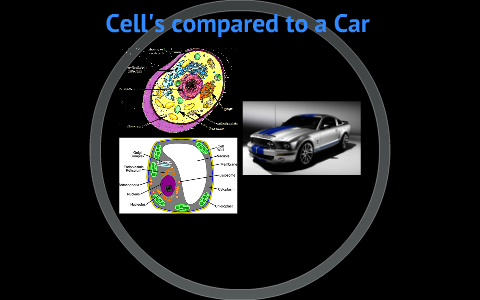 Cell Comparison Project by Hailey Varnum on Prezi