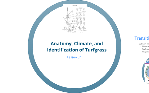 Anatomy, Climate, and Identification of Turfgrass by Cindy Green