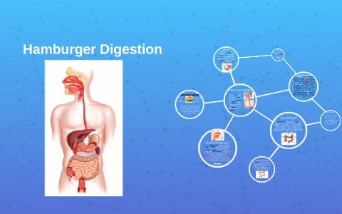 Hamburger Digestion by Breanna Boone on Prezi