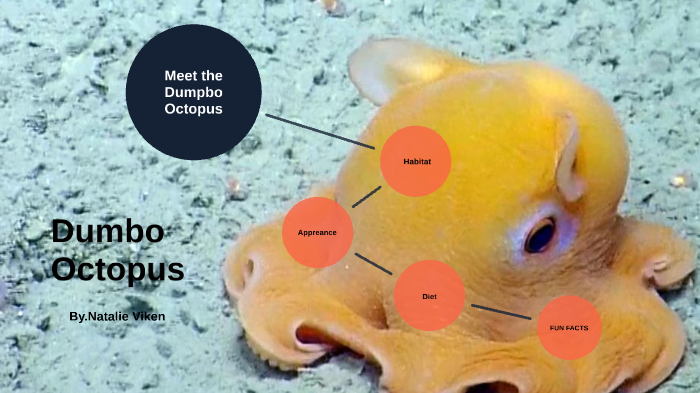 Dumbo Octopus by Natalie Viken on Prezi