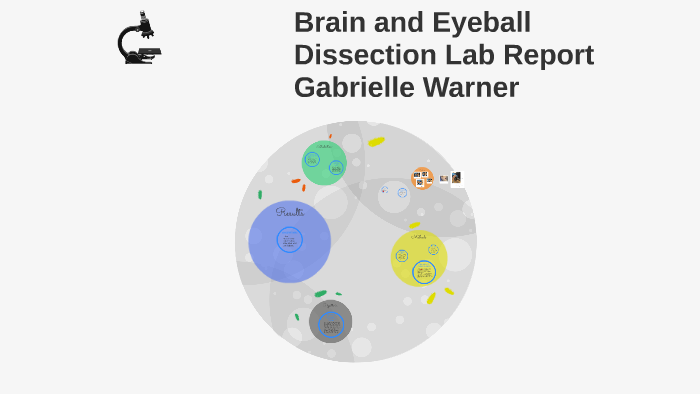Brain and Eyeball Dissection Lab Report by Gabby Warner on Prezi