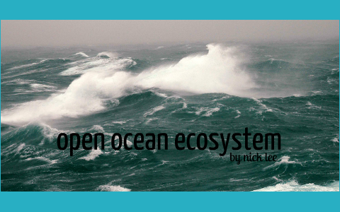 open ocean ecosystem by nick lee on Prezi