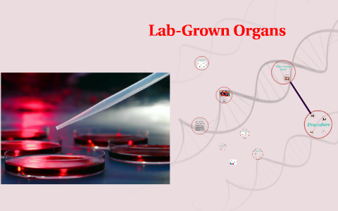 Lab-grown Organs by Anileyda Almonte on Prezi