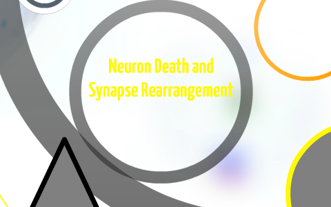 Neuron Death and Synapse Rearrangement by Dicky Tampus on Prezi