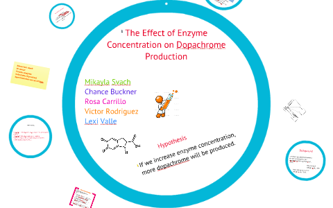 The Effect of Enzyme Concentration on Dopachrome Production by Mikayla ...