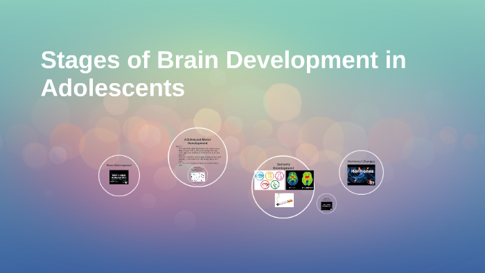 Stages of Brain Development in Adolescents by Beth Oake on Prezi