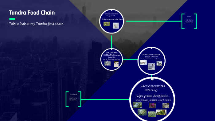 Tundra Food Chain by Jamie Gray on Prezi