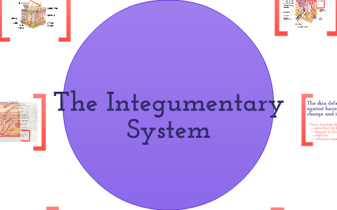 Science project: integumentary system. by Gabrielle Michaud on Prezi