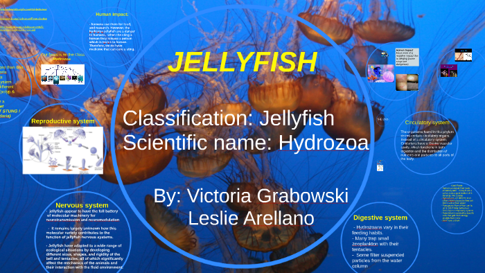 JELLYFISH by Victoria Grabowski on Prezi