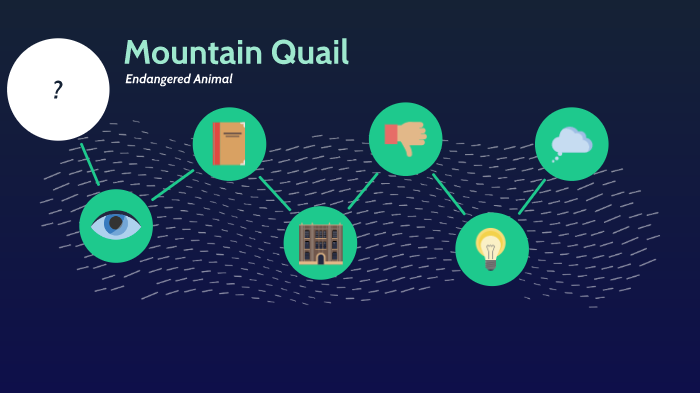 Mountain Quail Presentation by lidia Martinez on Prezi