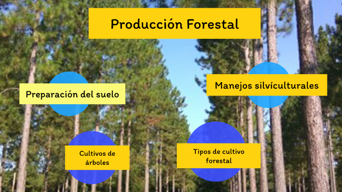Producción forestal by Leandro Melo de Camargo on Prezi
